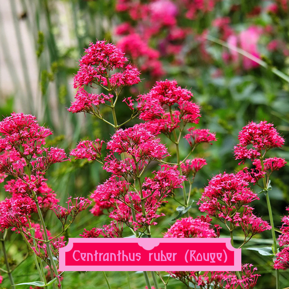 Centranthus ruber – Valériane rouge, plante vivace mellifère pour murs ...